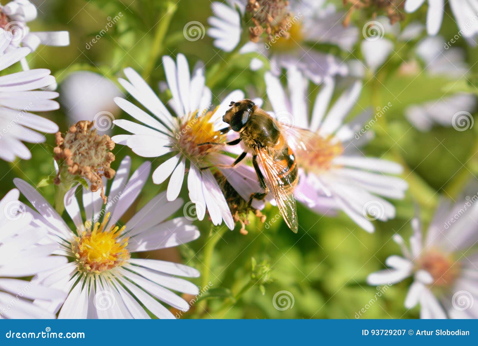 Abejas en una flor imagen de archivo. Imagen de planta - 93729207