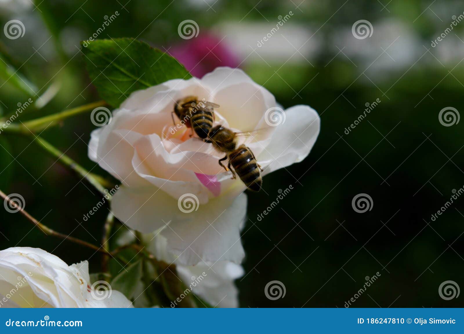 Abejas en una flor de rosa foto de archivo. Imagen de color - 186247810