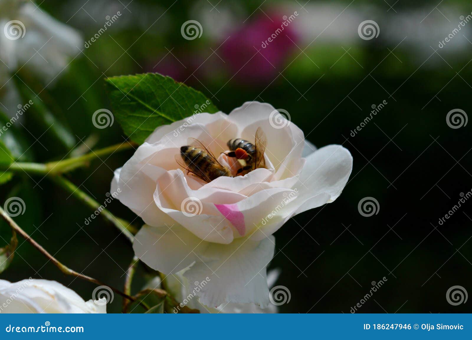 Abejas en una flor de rosa foto de archivo. Imagen de rosa - 186247946