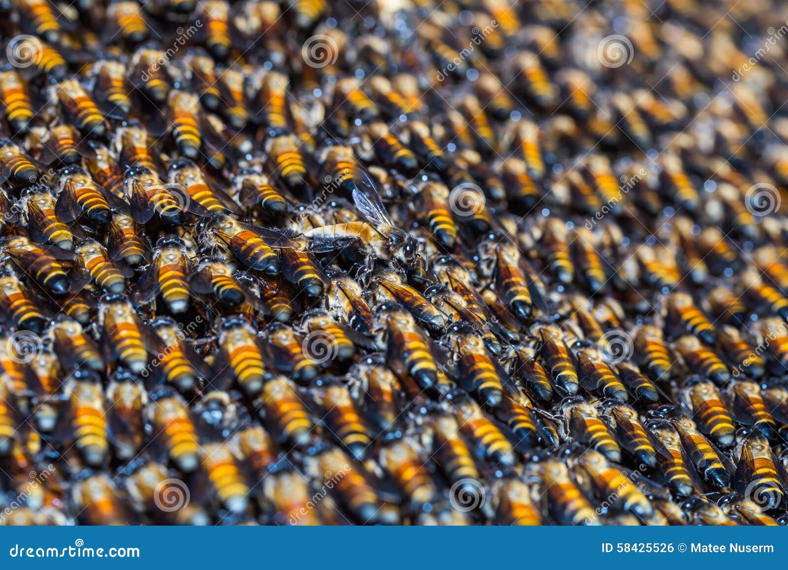 Abejas gigantes de la miel foto de archivo. Imagen de cubo - 58425526