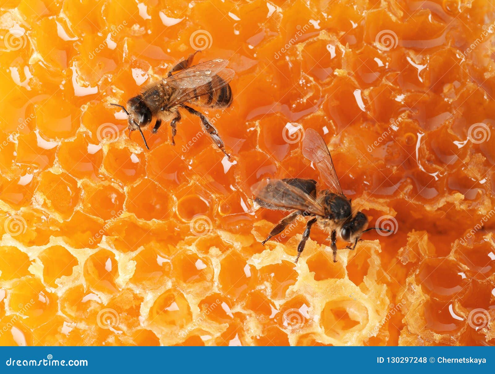Abejas Hermosas En El Panal, Primer Foto de archivo - Imagen de sano ...