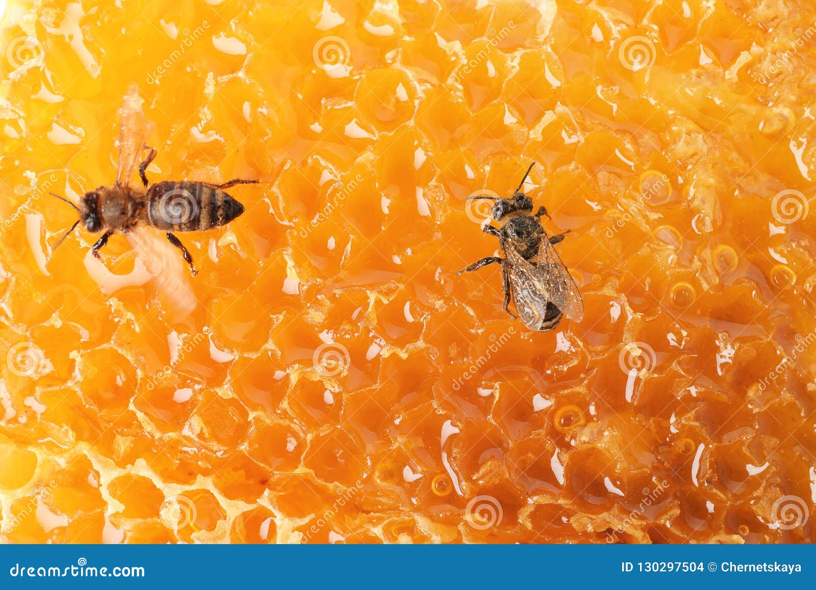 Abejas Hermosas En El Panal, Primer Foto de archivo - Imagen de colmena ...