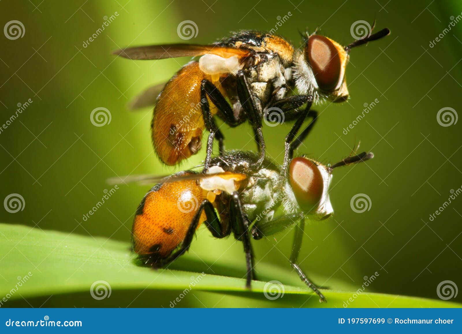 Abejas Macho Fertilizando Abejas Hembras Imagen de archivo - Imagen de ...