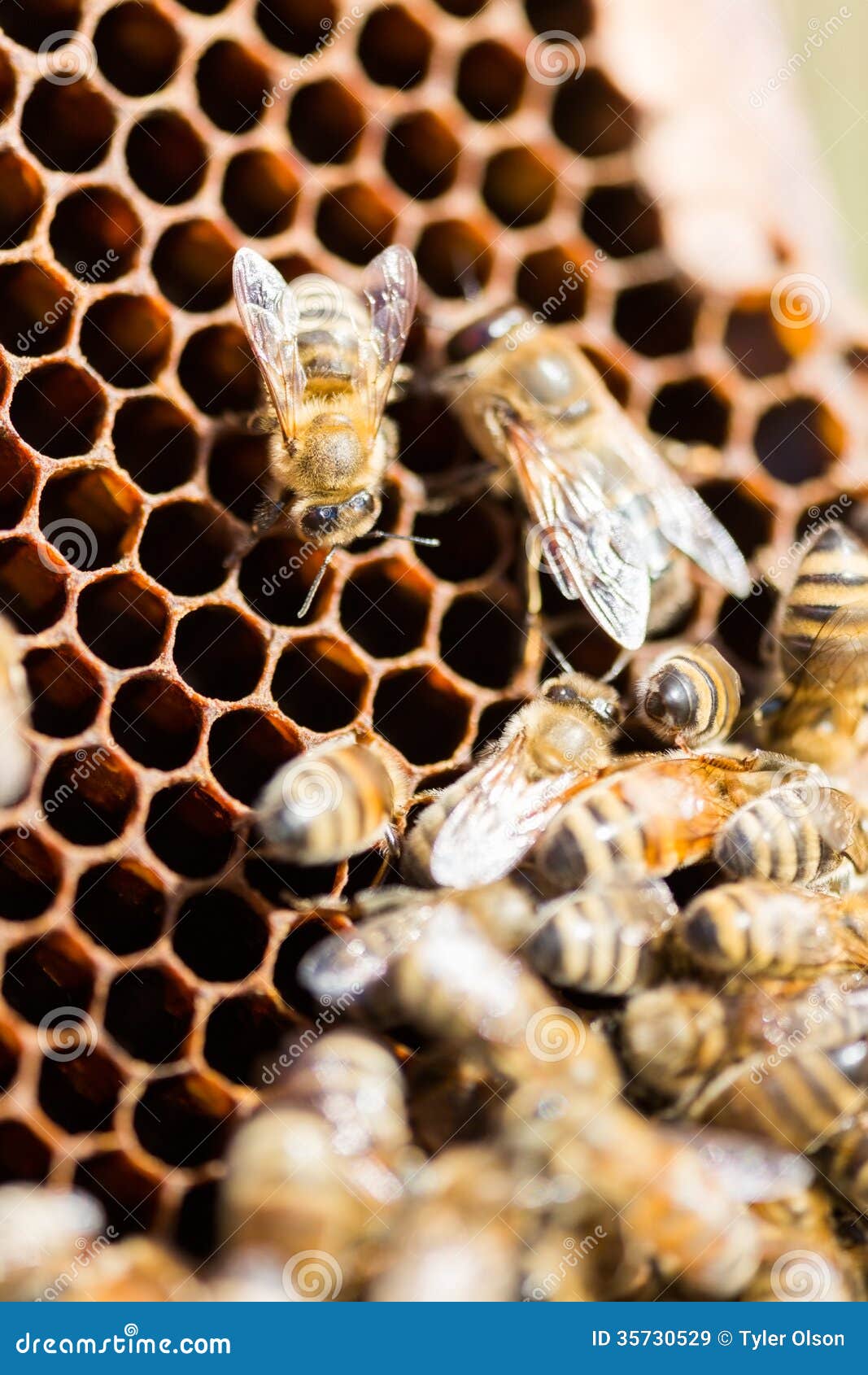 Abejas Que Pululan En El Panal Imagen de archivo - Imagen de abeja ...