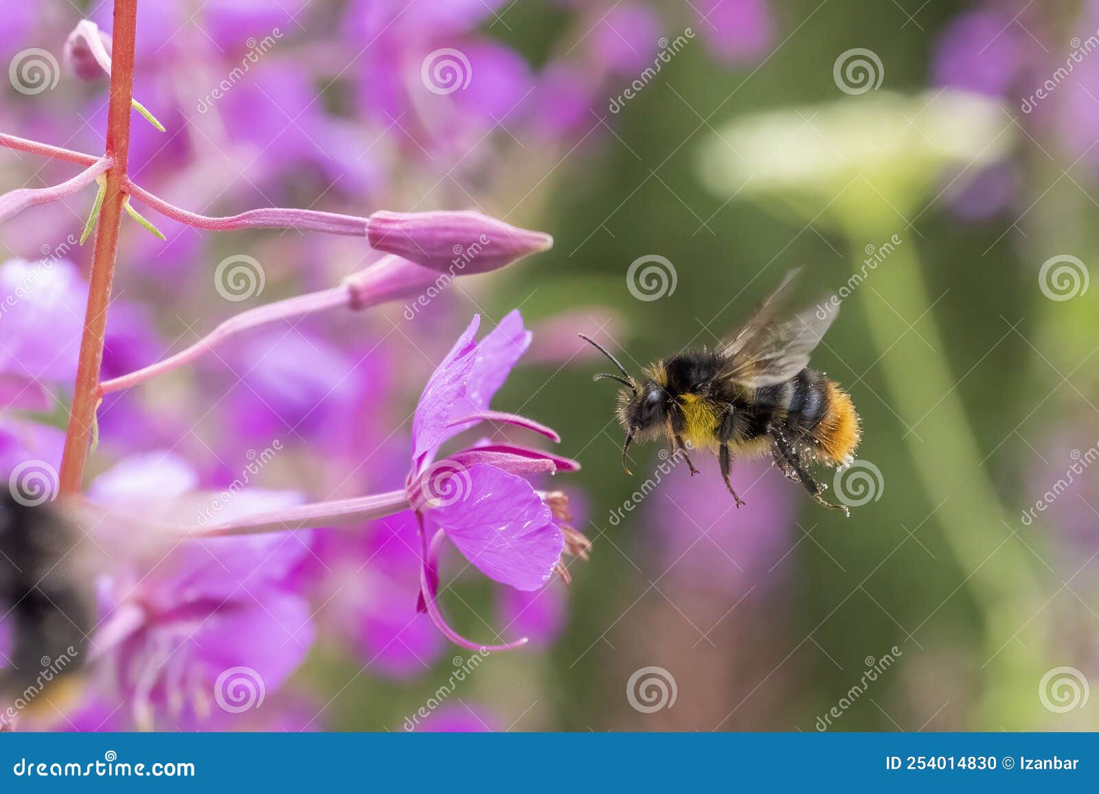 Abejas Volando a Flor Rosa En Dolomitas Foto de archivo - Imagen de ...