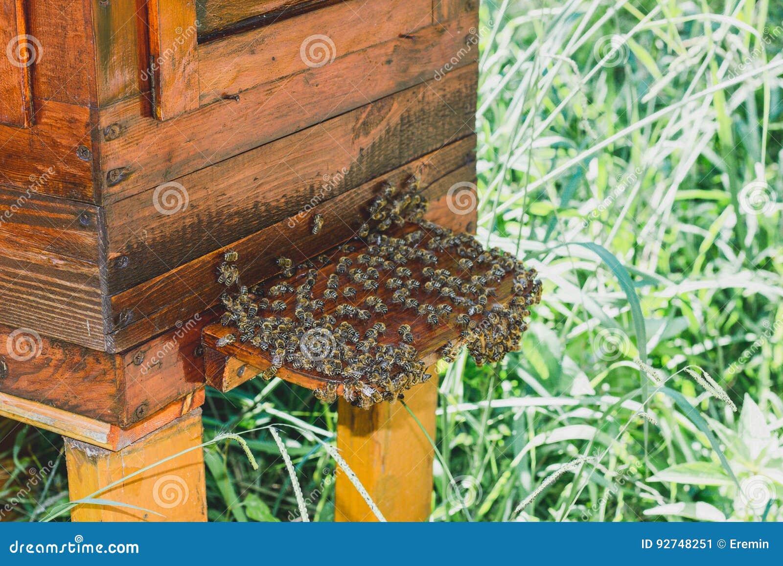 Abejas y colmena imagen de archivo. Imagen de agricultura - 92748251