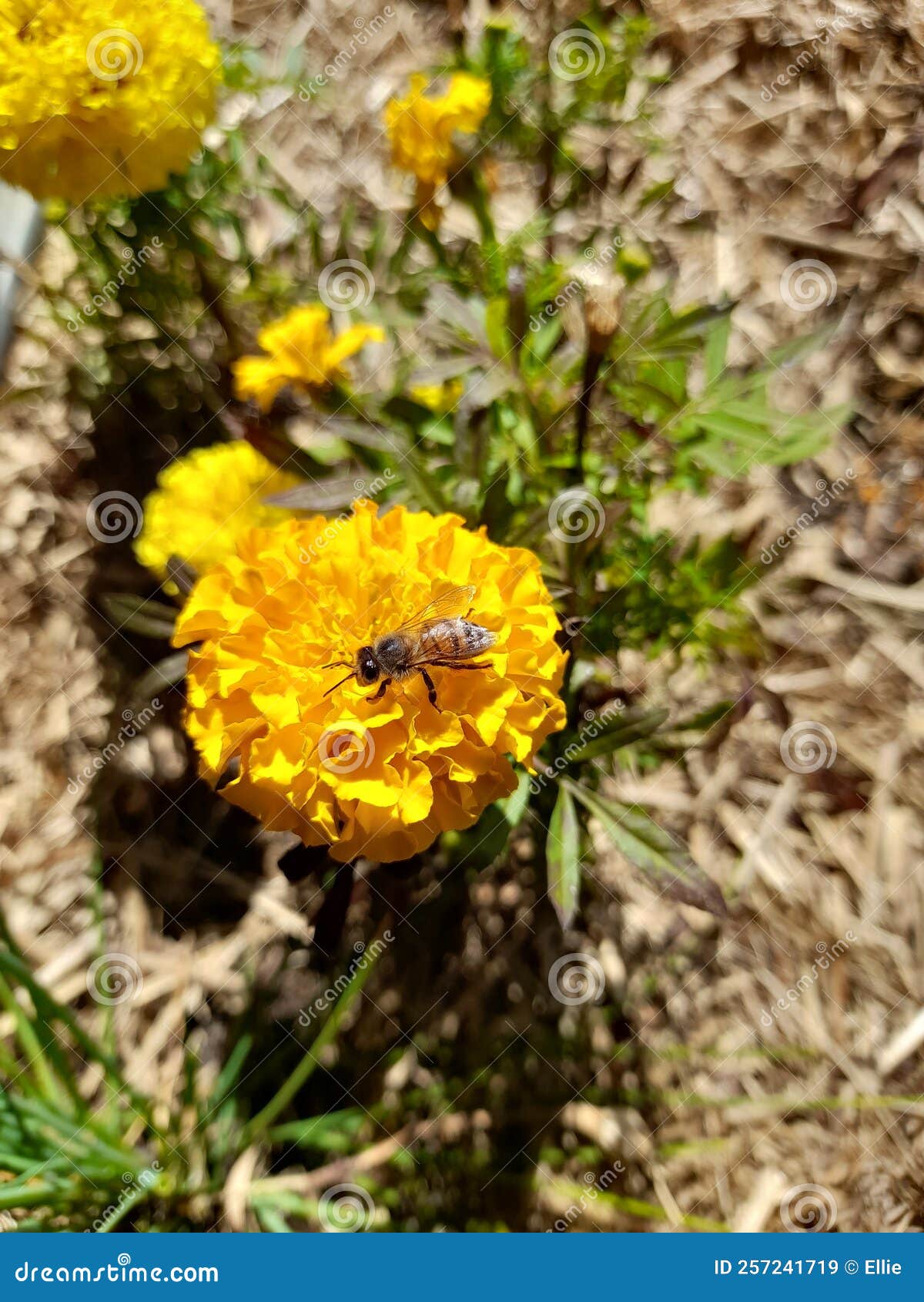 Abejas y flores imagen de archivo. Imagen de abejas - 257241719