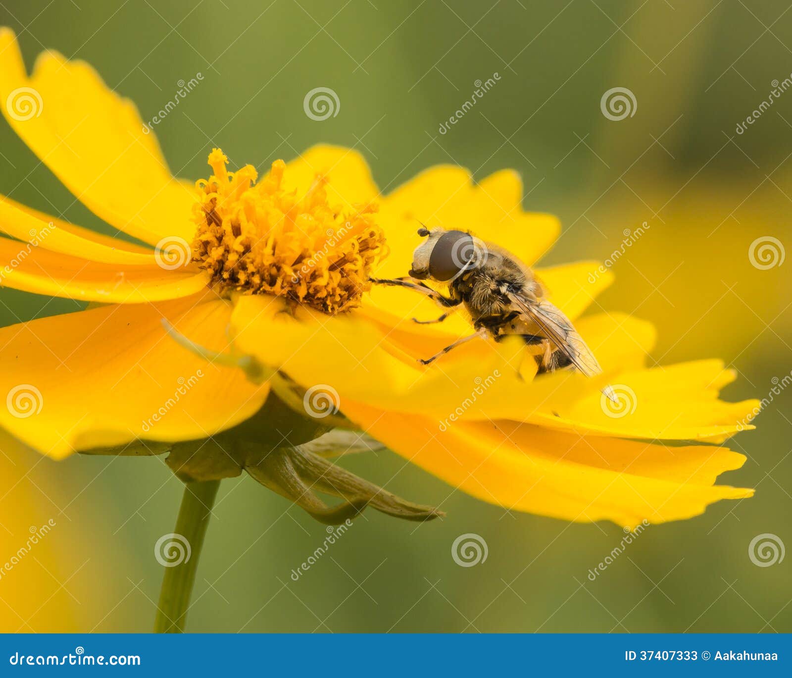 Abejas y flores imagen de archivo. Imagen de alimento - 37407333
