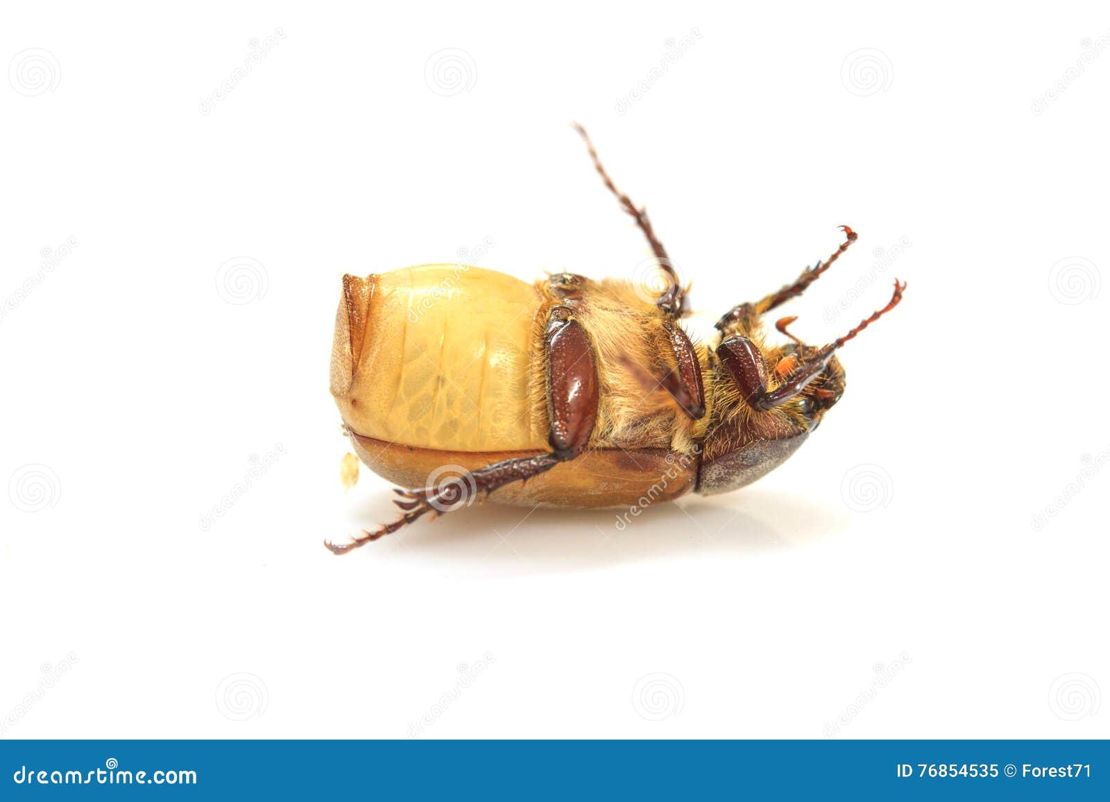 Abejorro, Insecto De Mayo En Blanco Imagen de archivo - Imagen de macro ...