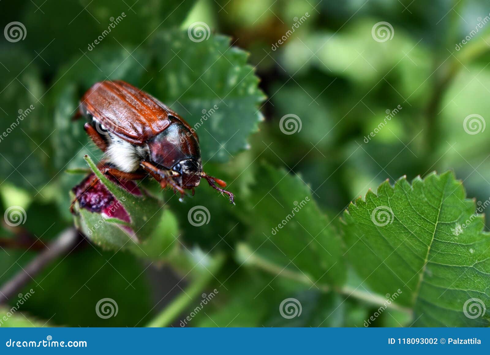 Abejorro ( Insecto De Mayo O Doodlebug) Foto de archivo - Imagen de ...