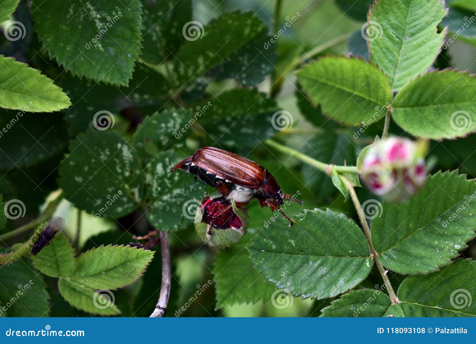 Abejorro ( Insecto De Mayo O Doodlebug) Foto de archivo - Imagen de ...