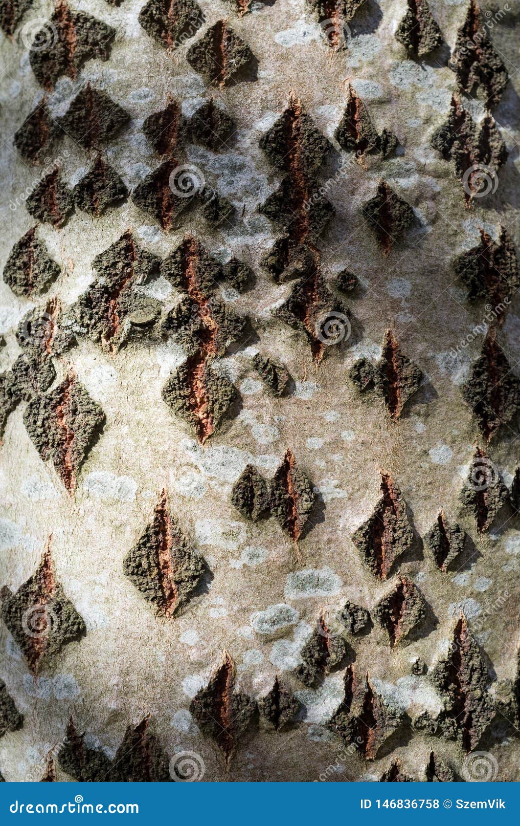 Abele Tree Bark or Rhytidome Texture Detail Stock Photo - Image of bark ...