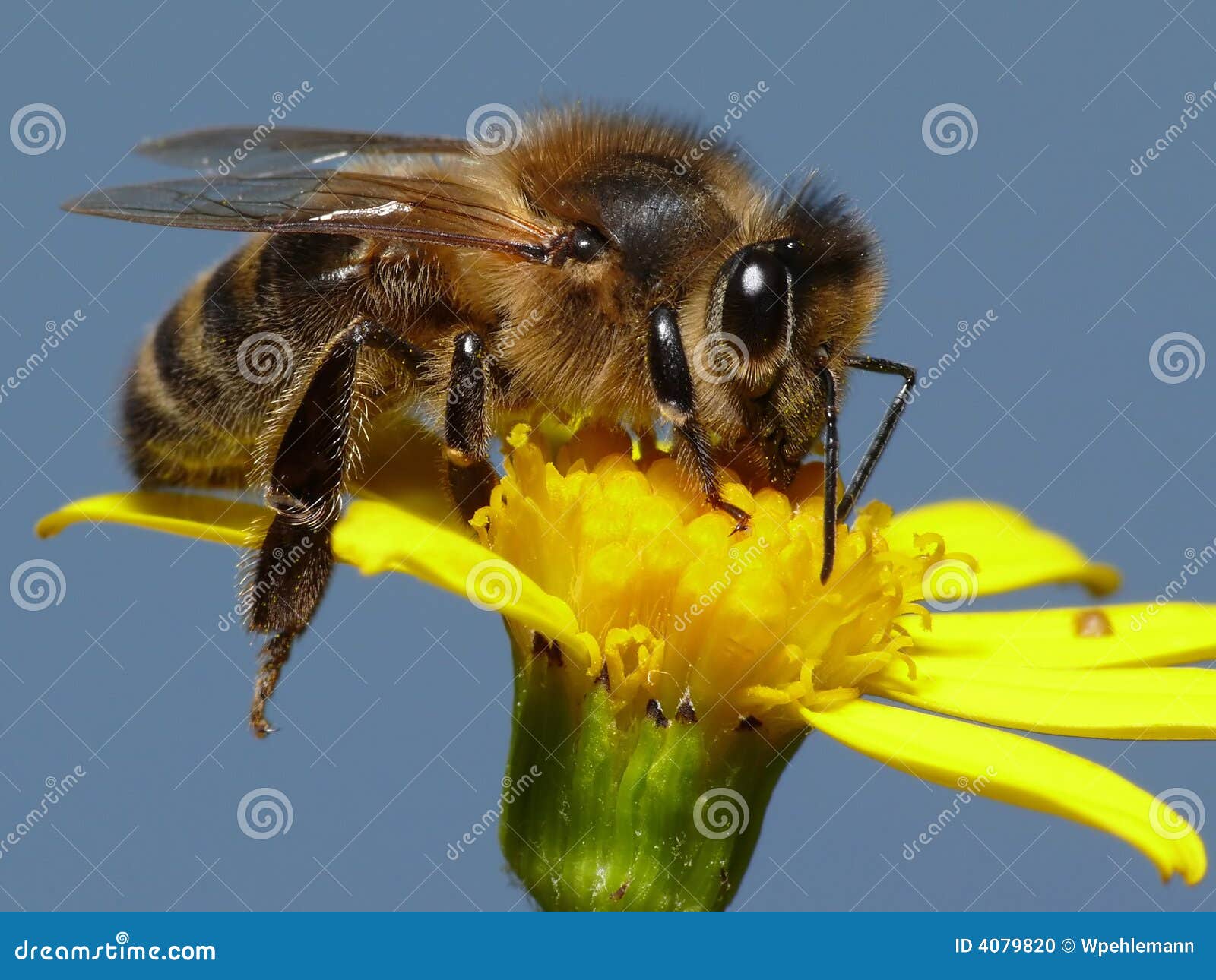 Abelha do mel foto de stock. Imagem de macro, abelha, flor - 4079820