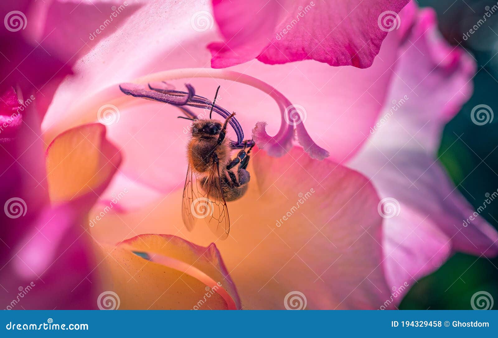 Abelha foto de stock. Imagem de animal, nave, flor, folha - 194329458