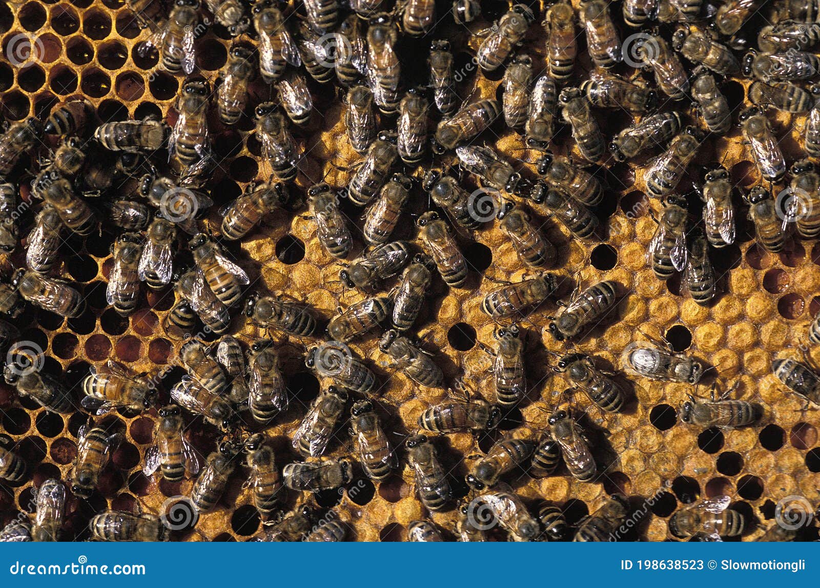 Abelhas De Mel, Apis Mellifera, Colmeia Imagem de Stock - Imagem de ...