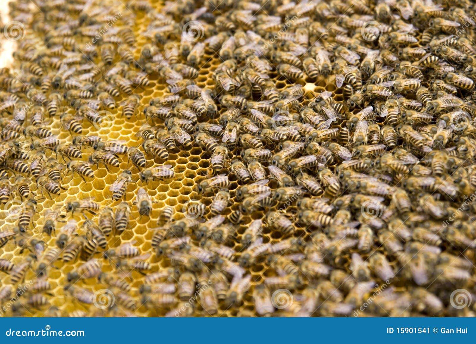 Abelhas no favo de mel imagem de stock. Imagem de antena - 15901541