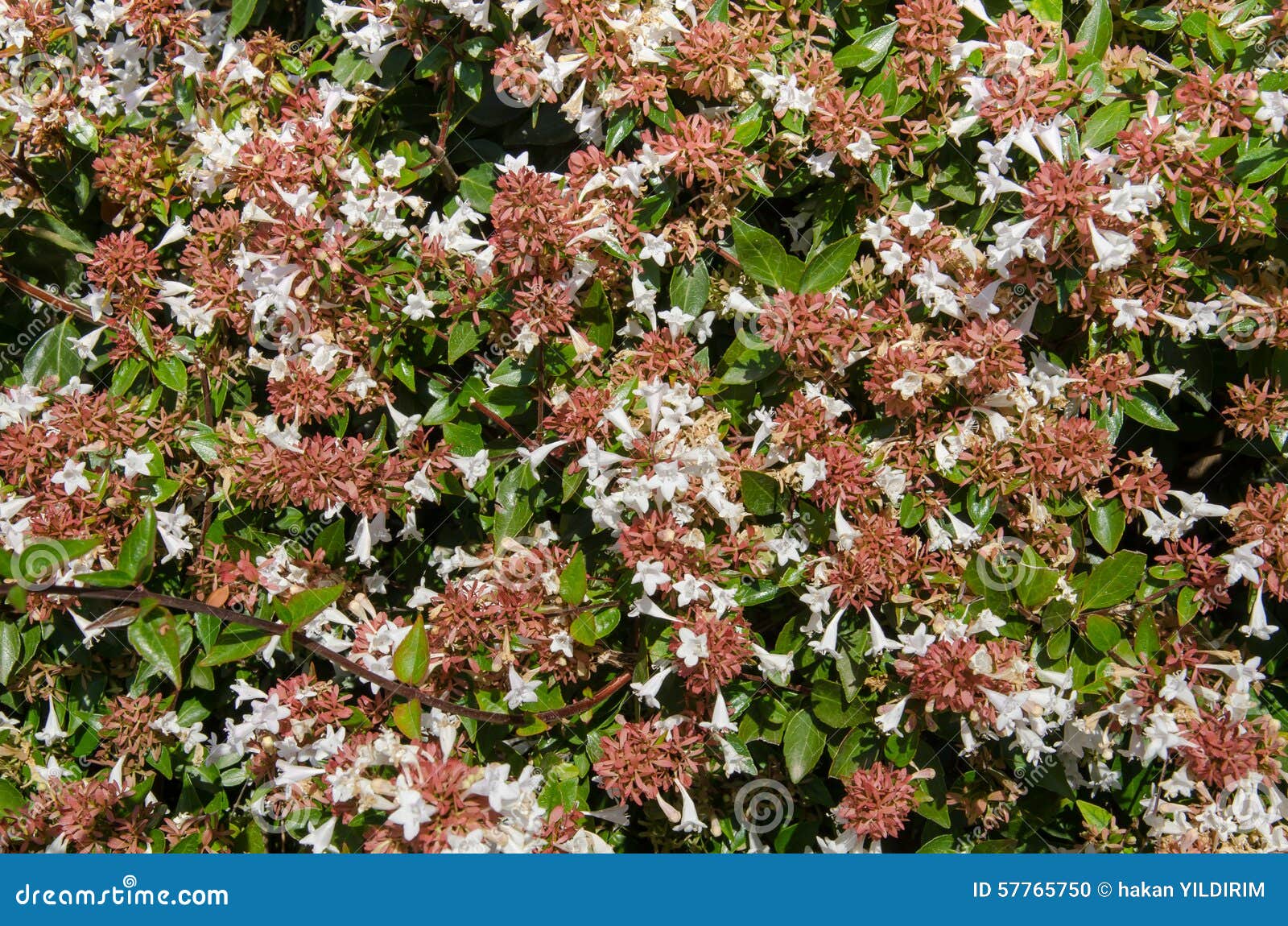 Abelia flowers stock photo. Image of outdoors, grass - 57765750