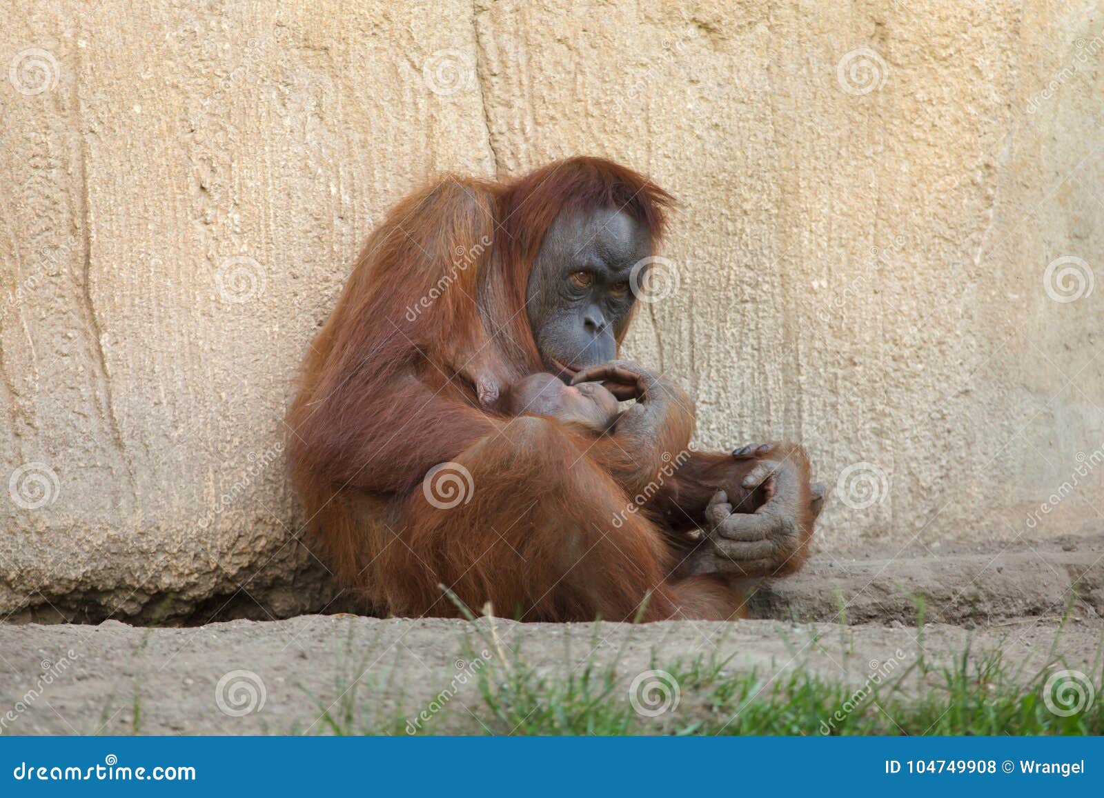 Abelii Do Pongo Do Orangotango De Sumatran Foto de Stock - Imagem de ...