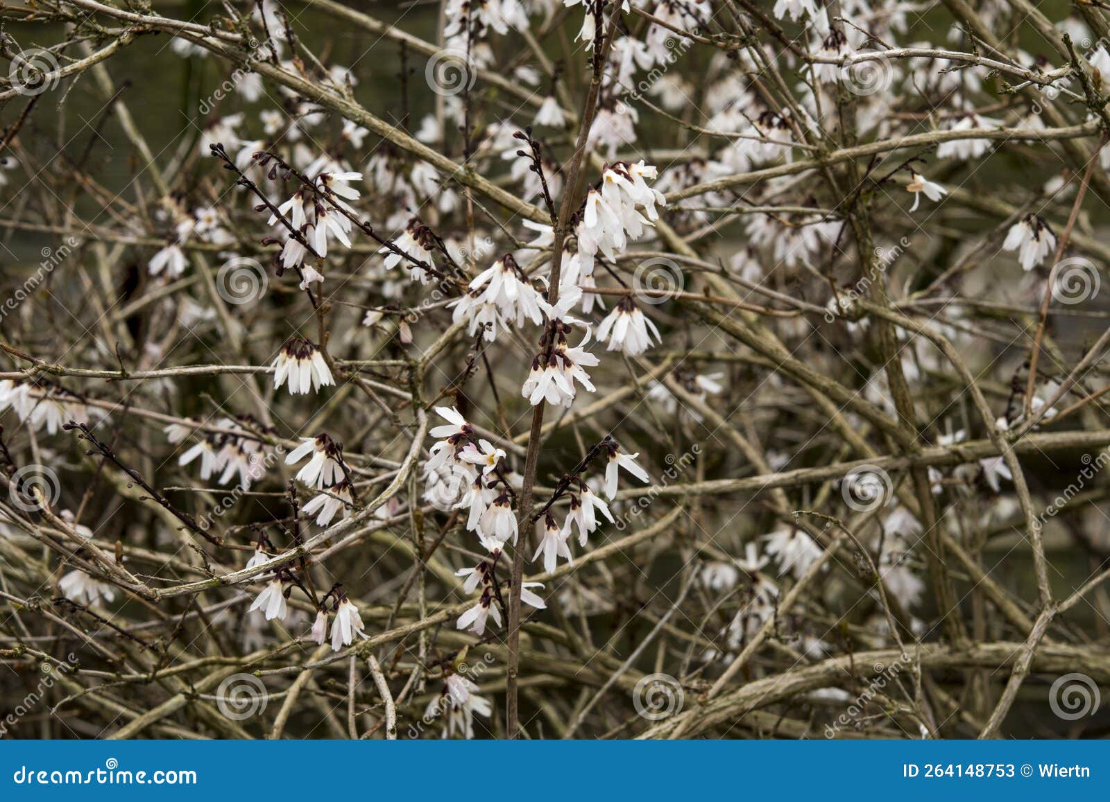 White Flowers Abeliophyllum Distichum Stock Image - Image of deciduous ...
