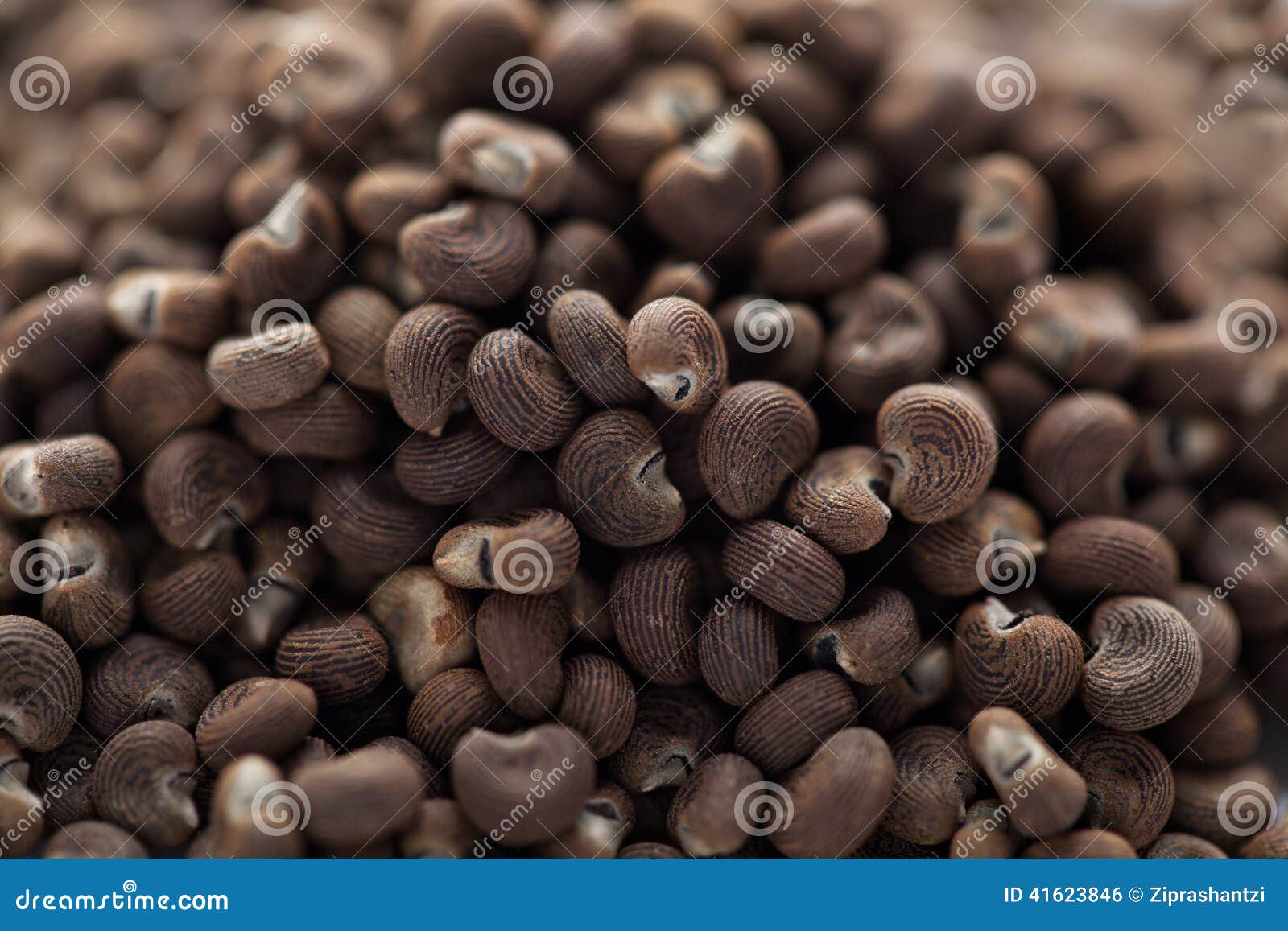 Abelmoschus Moschatus (ambrette) Seed Stock Photo - Image of spices ...
