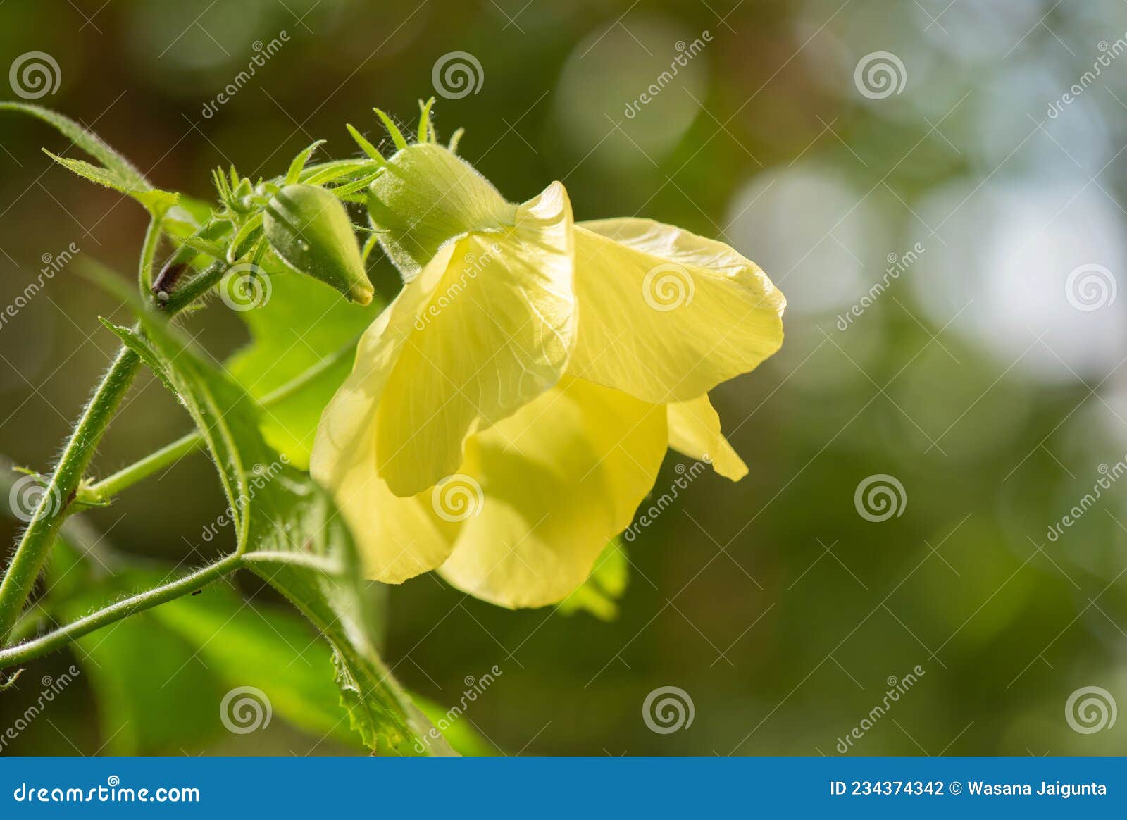 Abelmoschus Moschatus Or Ambrette Seed With Natural Ambergris. Isolated ...