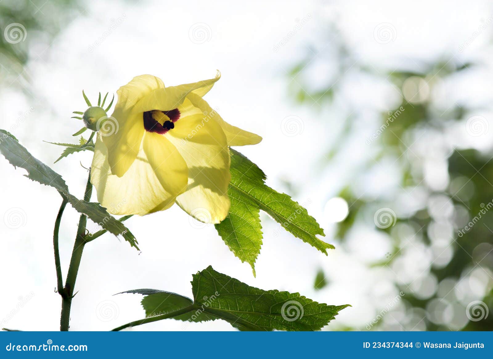 Abelmoschus Moschatus Or Ambrette Seed With Natural Ambergris. Isolated ...