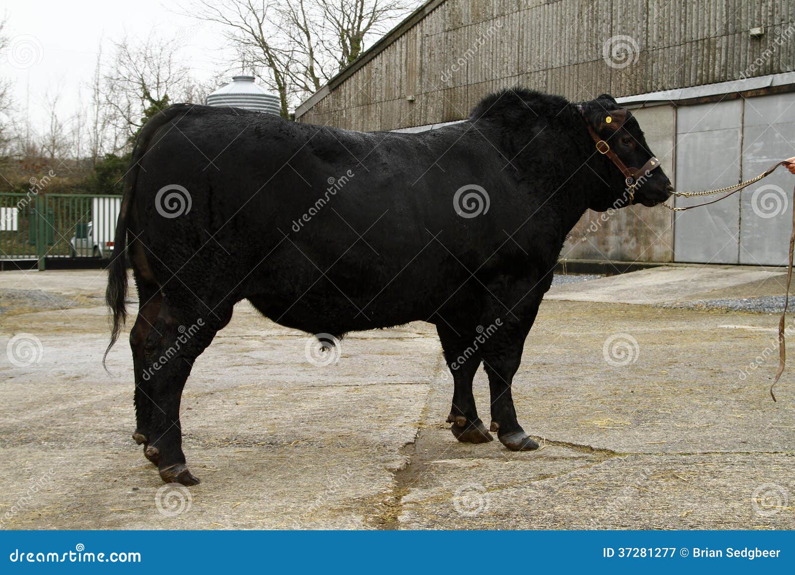 Aberdeen Angus Bull image stock. Image du massif, angus - 37281277