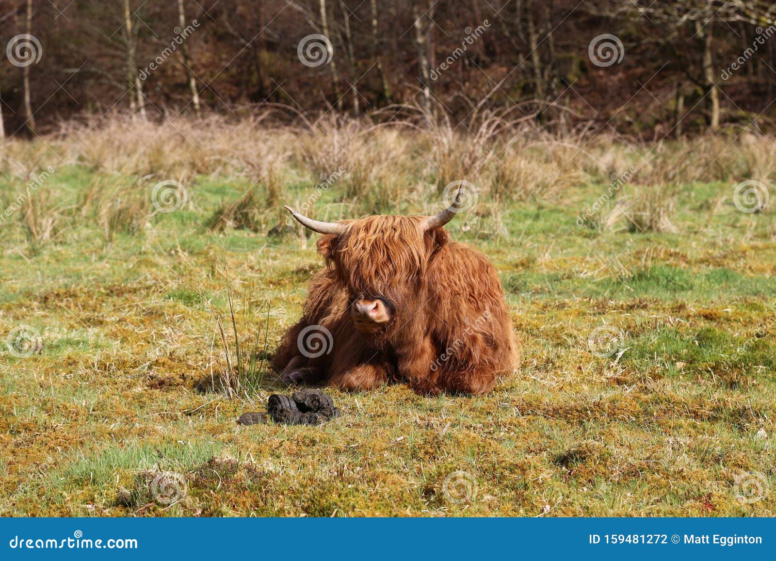 Aberdeen Angus Cow Lying Down in a Field Stock Photo - Image of black ...