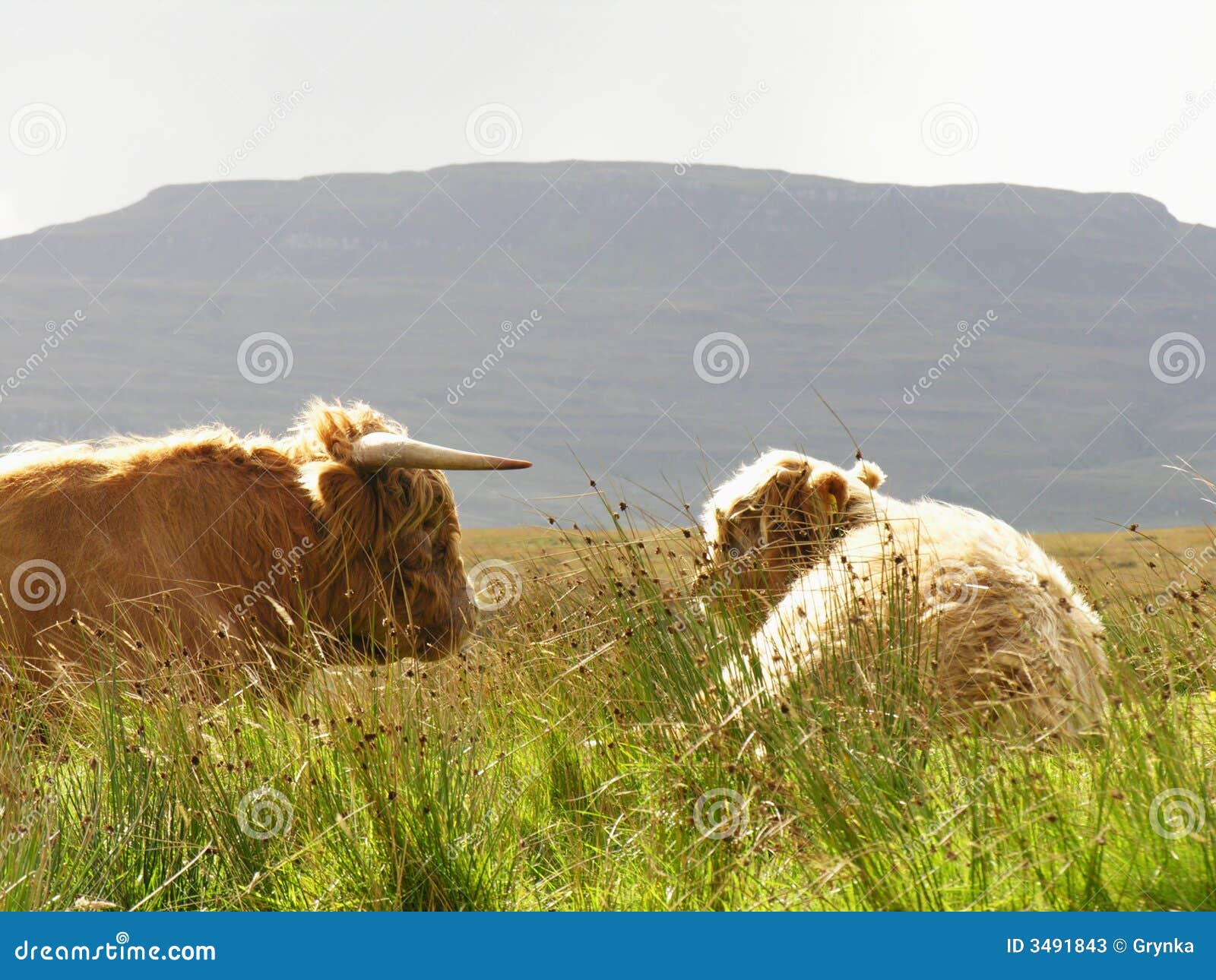 Aberdeen Angus, Highland Cow Picture. Image: 3491843
