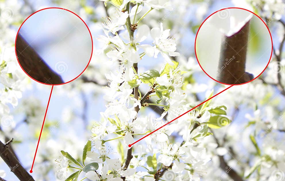 Aberration Chromatic or Spherical - Image Error. the Deviation of the ...