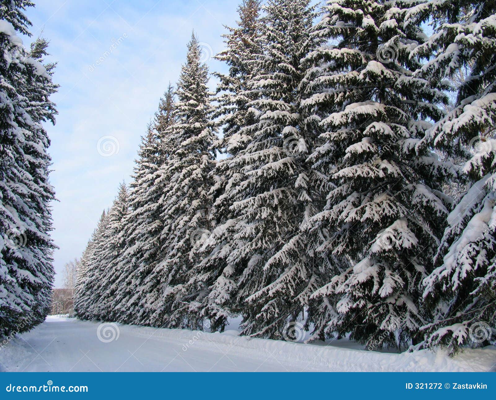 Abeti sotto la neve fotografia stock. Immagine di legno - 321272