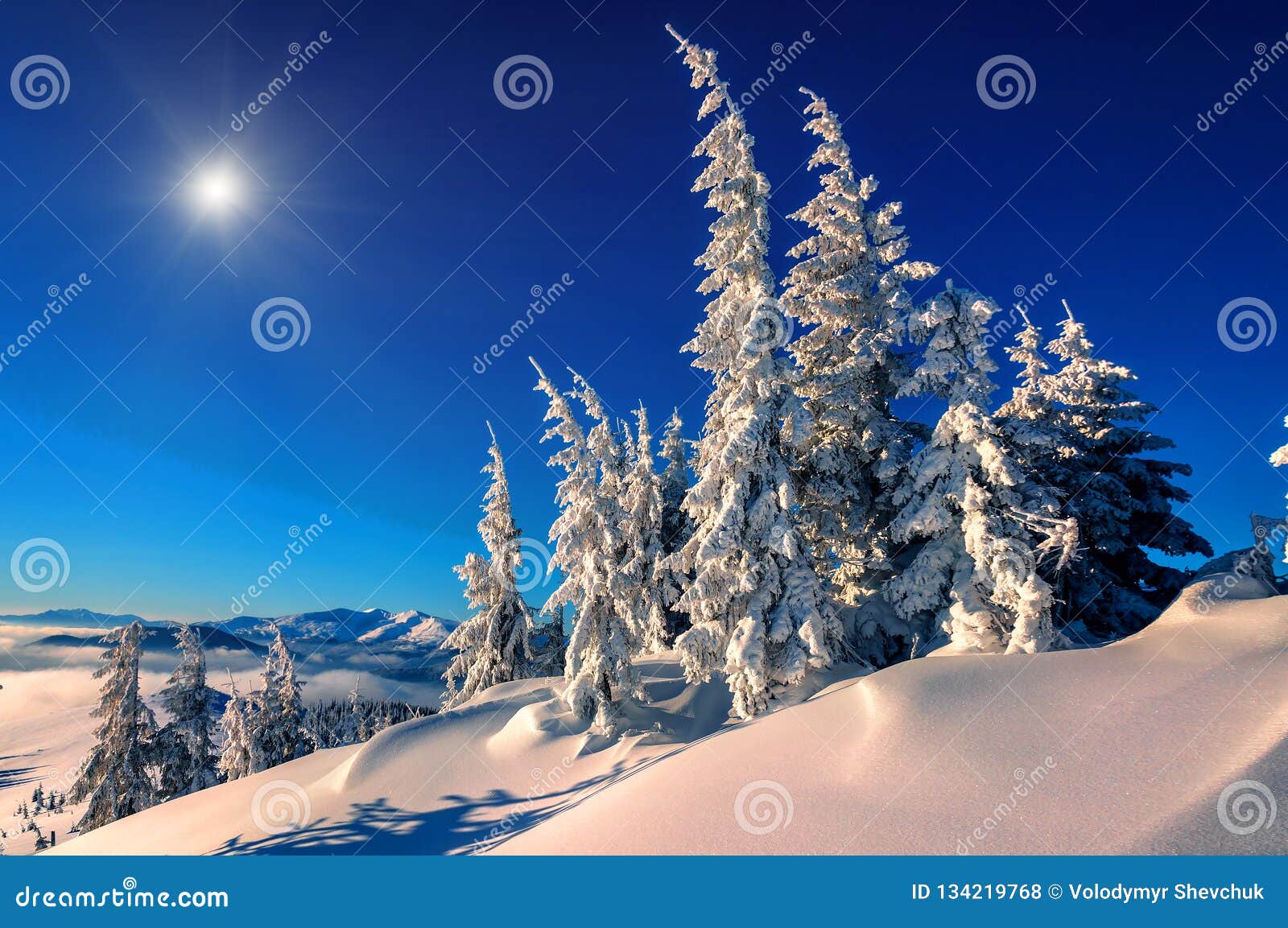 Abeti sulla neve fotografia stock. Immagine di cielo - 134219768