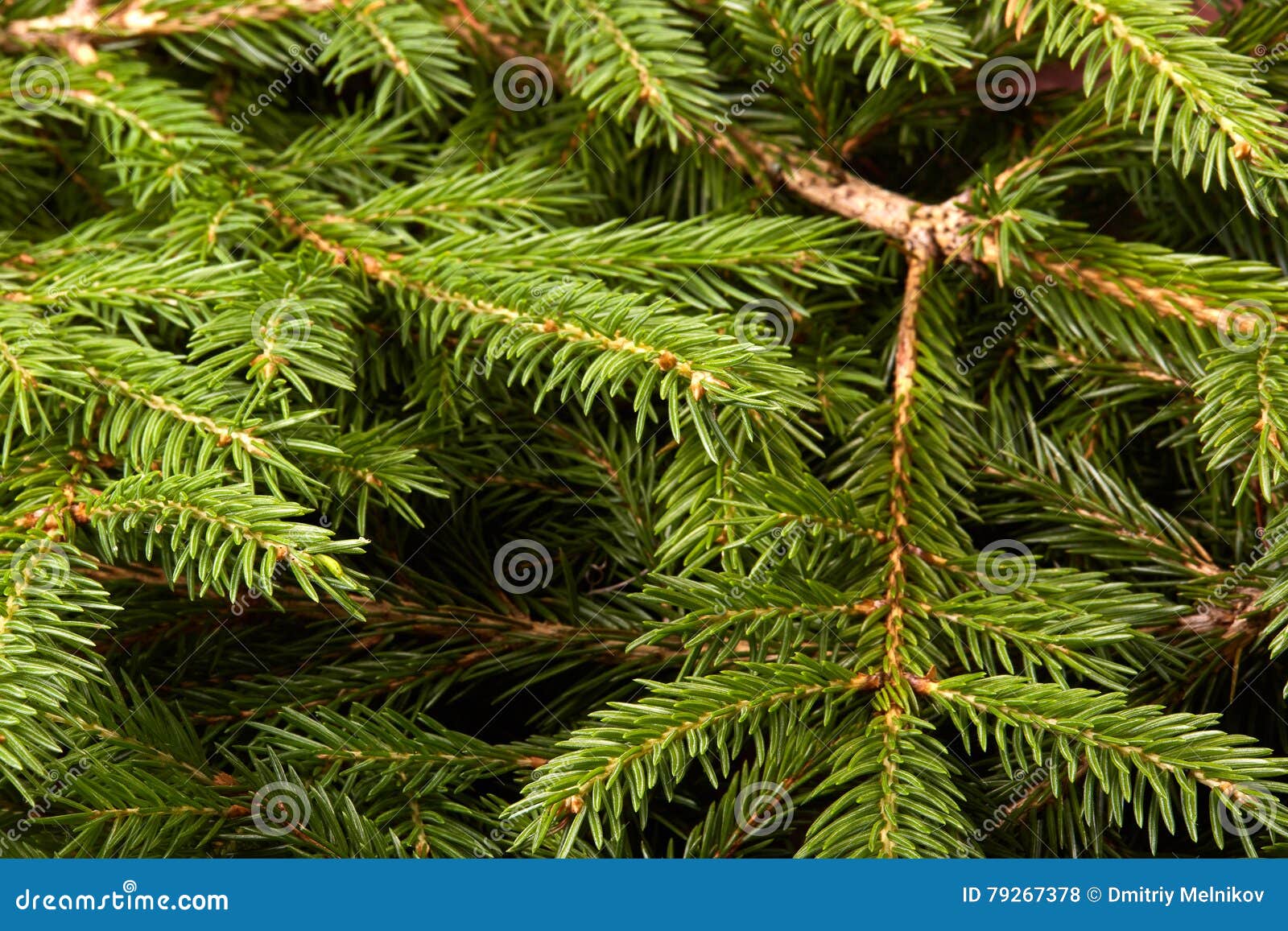 Abeto Abeto foto de archivo. Imagen de puntilla, fondo - 79267378