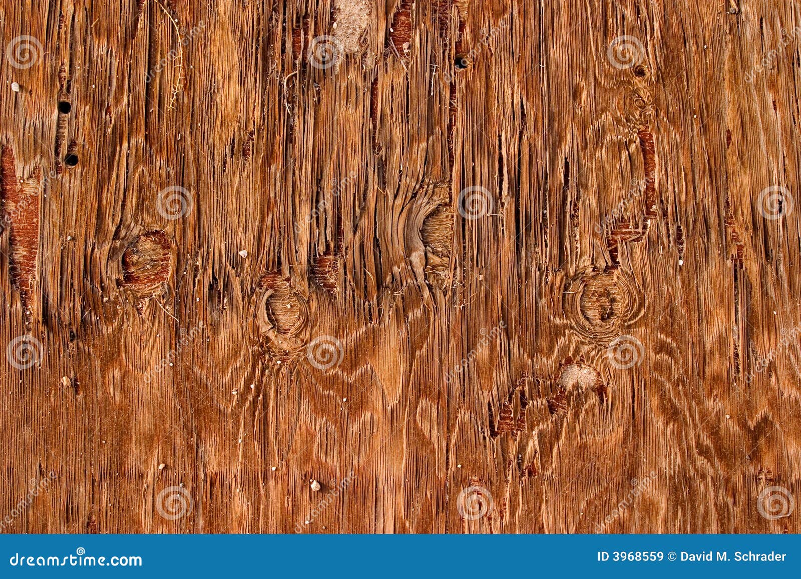 Abgefressenes Furnierholz stockbild. Bild von löcher, platte - 3968559