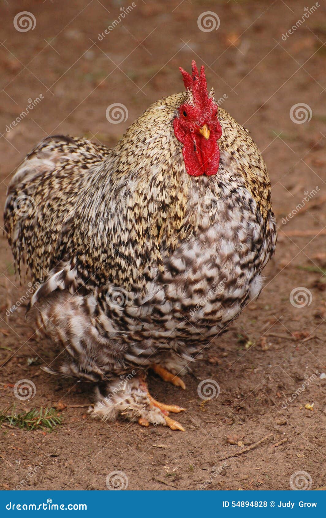 Abgehaltenes Cochin-Huhn stockfoto. Bild von geflügel - 54894828