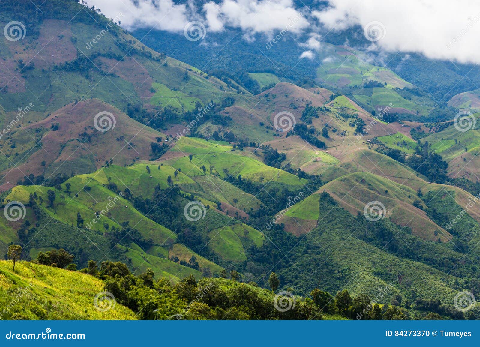 Abholzung Für Wanderfeldbau Stockfoto - Bild von felder, wissen: 84273370