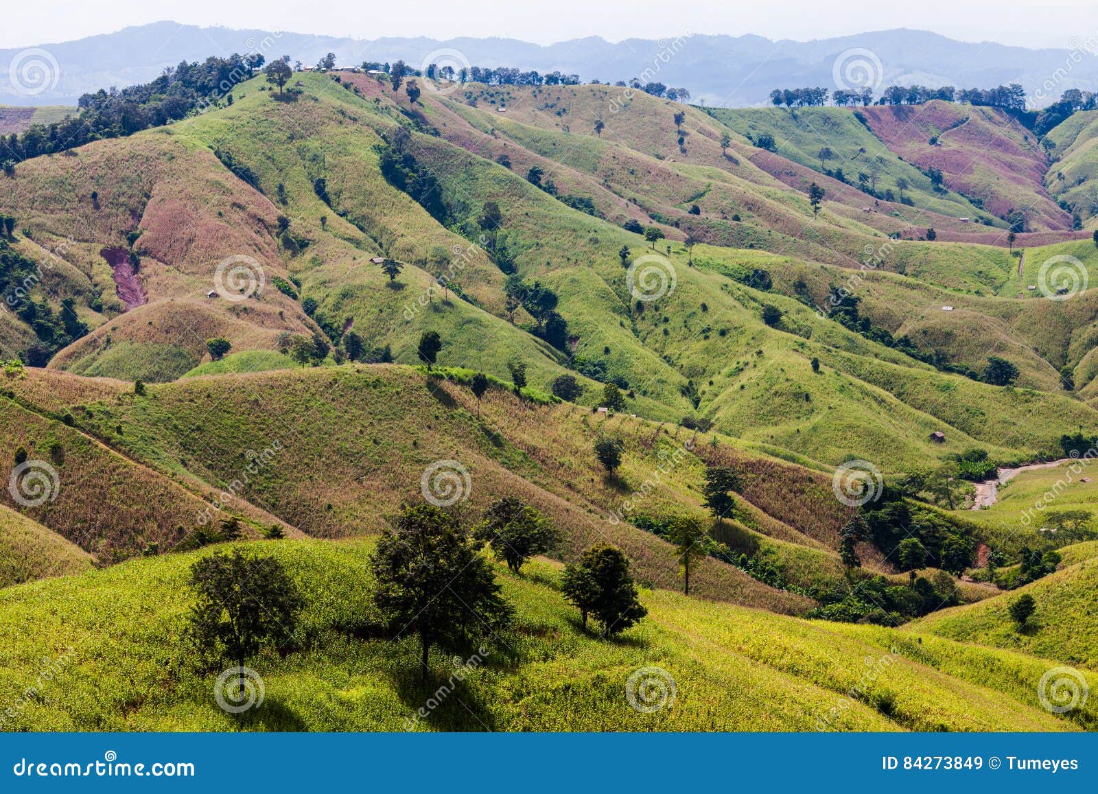 Abholzung Für Wanderfeldbau Stockbild - Bild von nahrung, farbe: 84273849