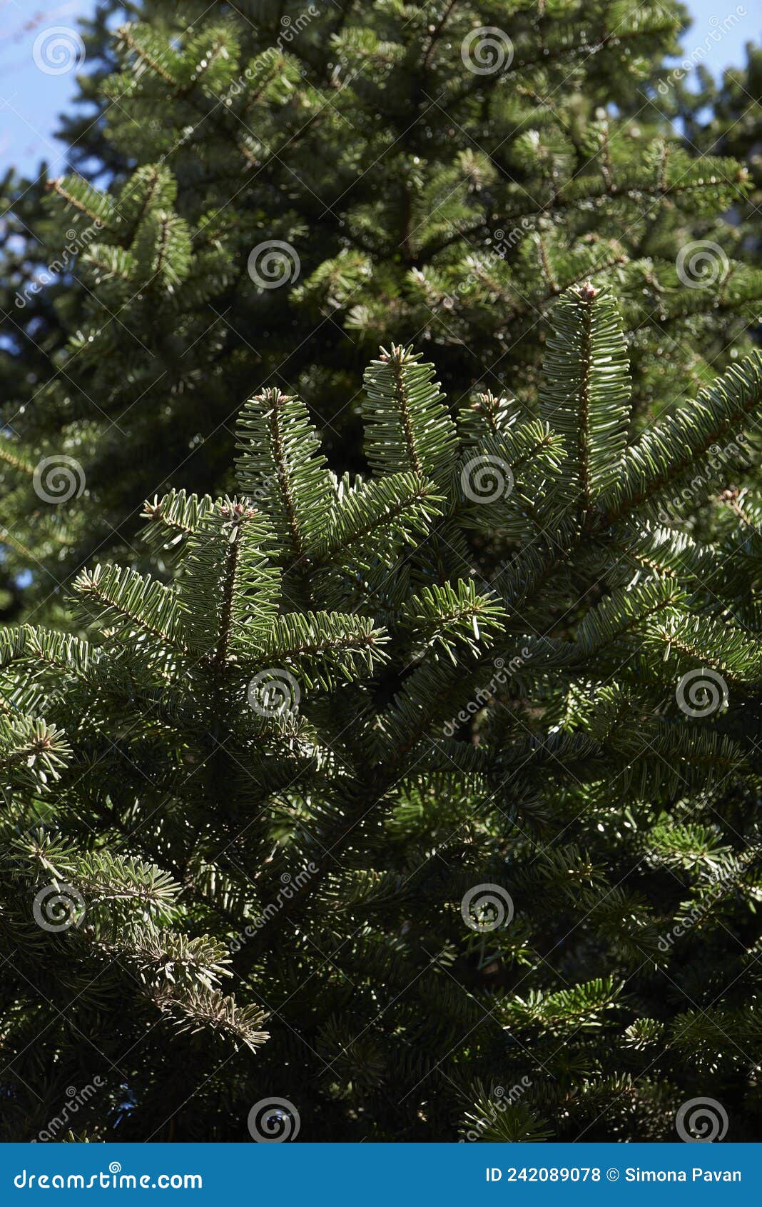 Abies alba tree stock photo. Image of environment, coniferous - 242089078