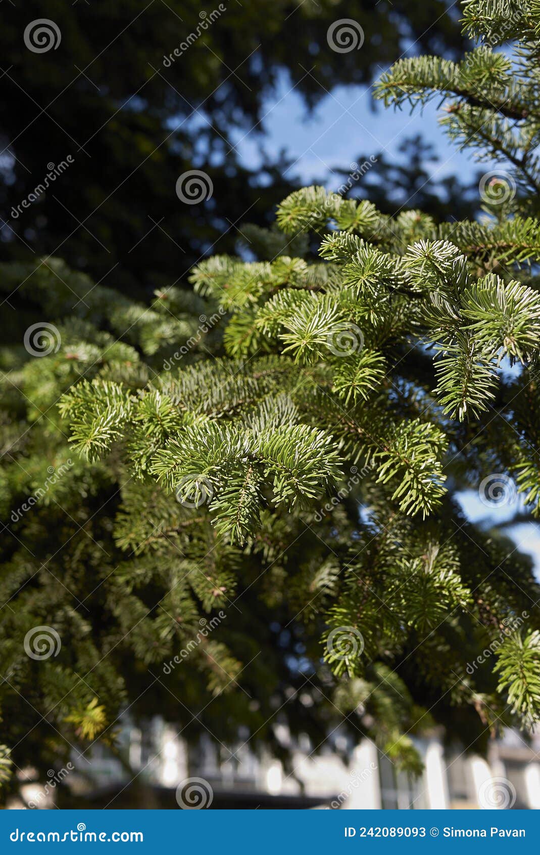 Abies alba tree stock image. Image of needles, european - 242089093