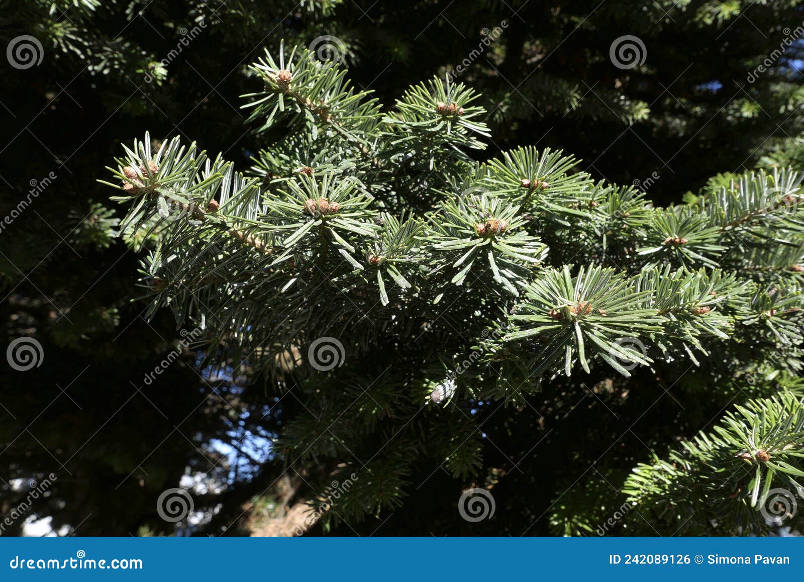 Abies alba tree stock photo. Image of plant, garden - 242089126