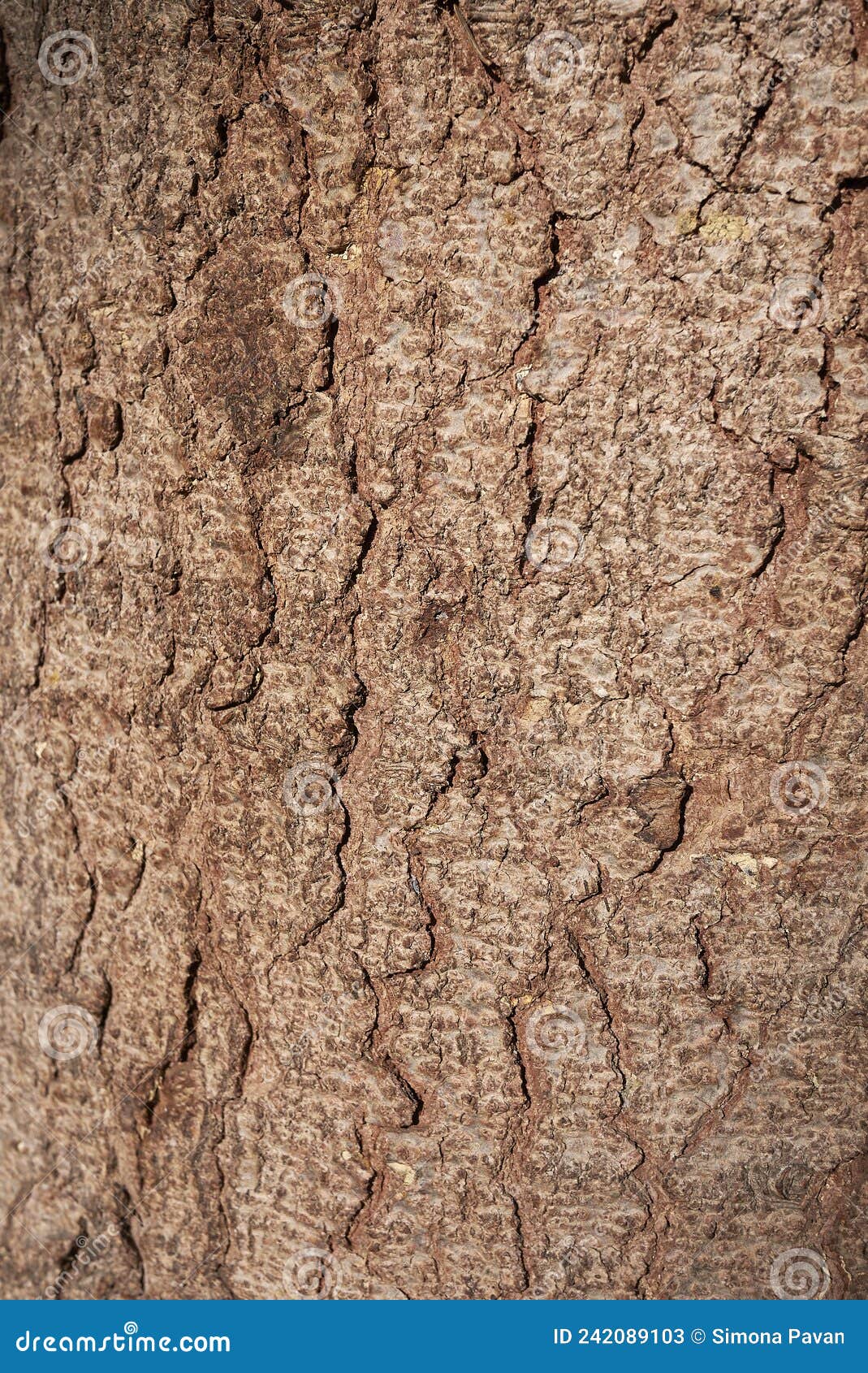 Abies alba trunk close up stock image. Image of close - 242089103