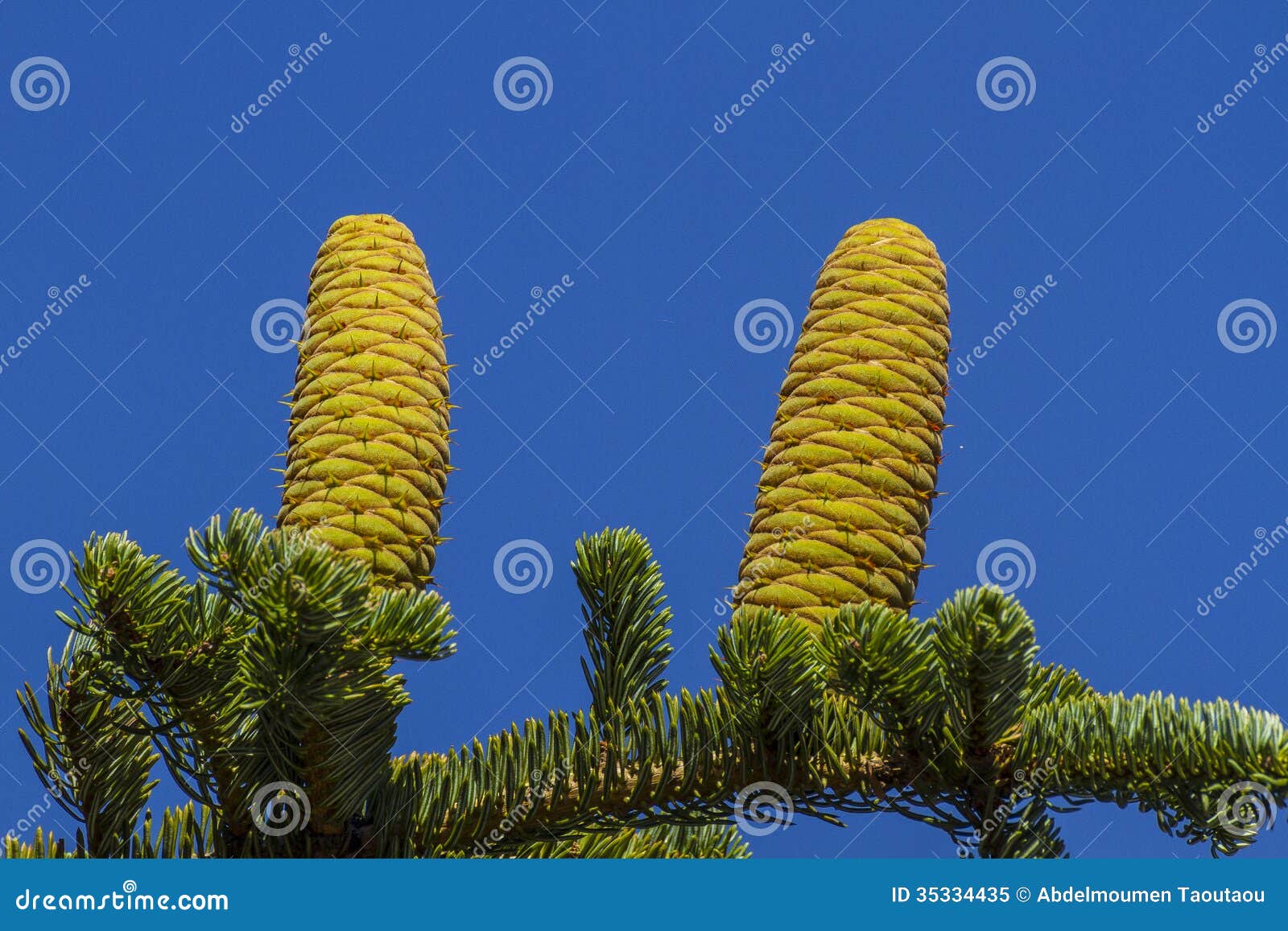 1,405 Abies Cone Stock Photos - Free & Royalty-Free Stock Photos from ...