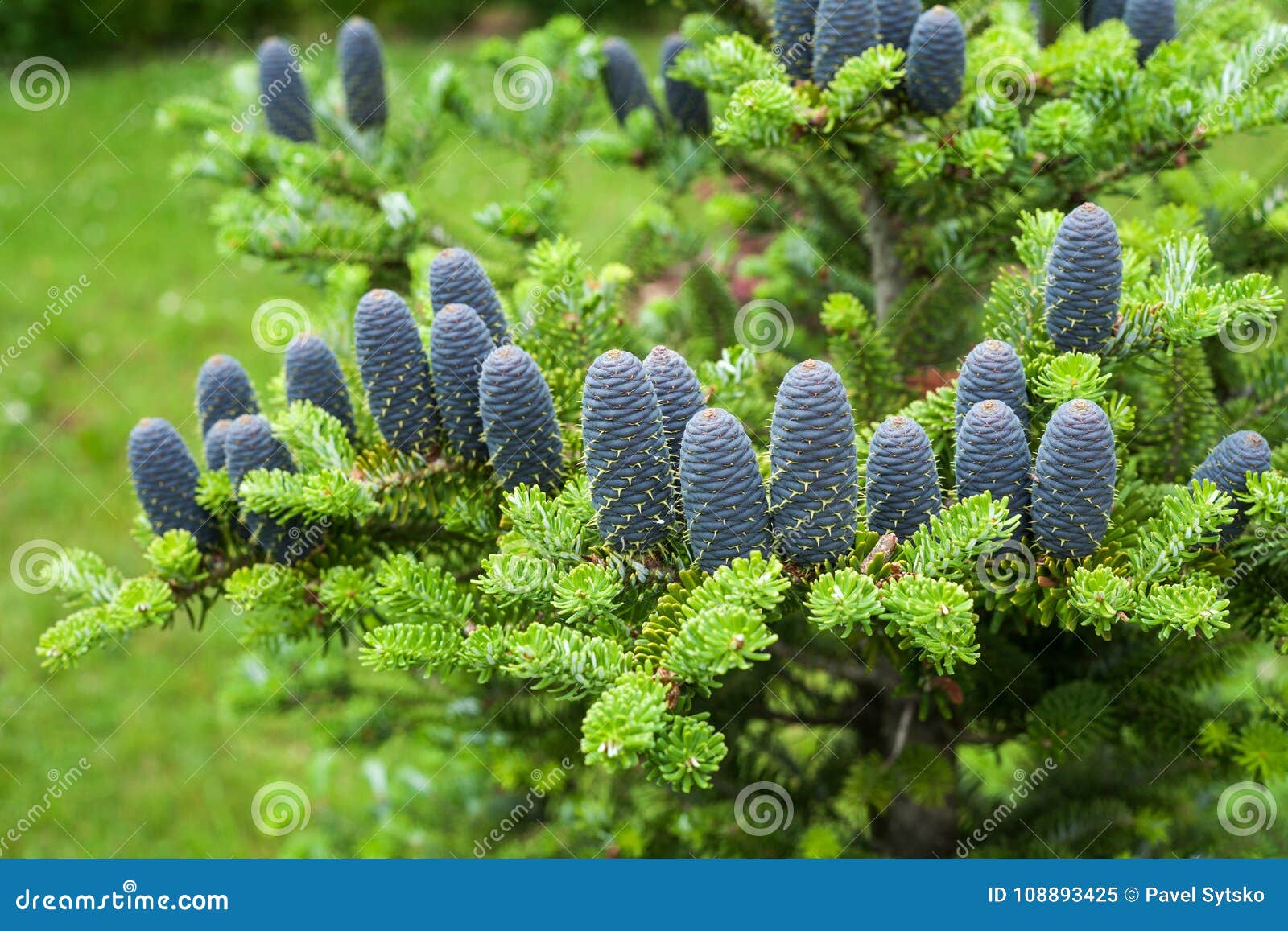 Abies Koreana. Purple Cones on a Tree Stock Image - Image of flora ...