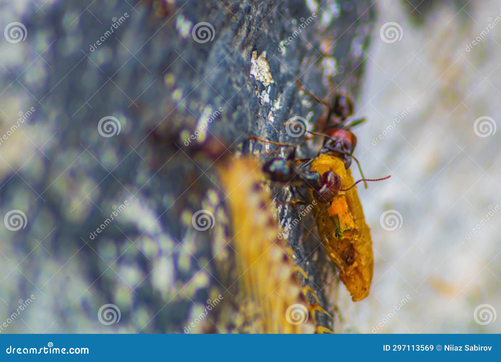 Ability To Coherently Solve Problems of Survival of Colony is Subject ...