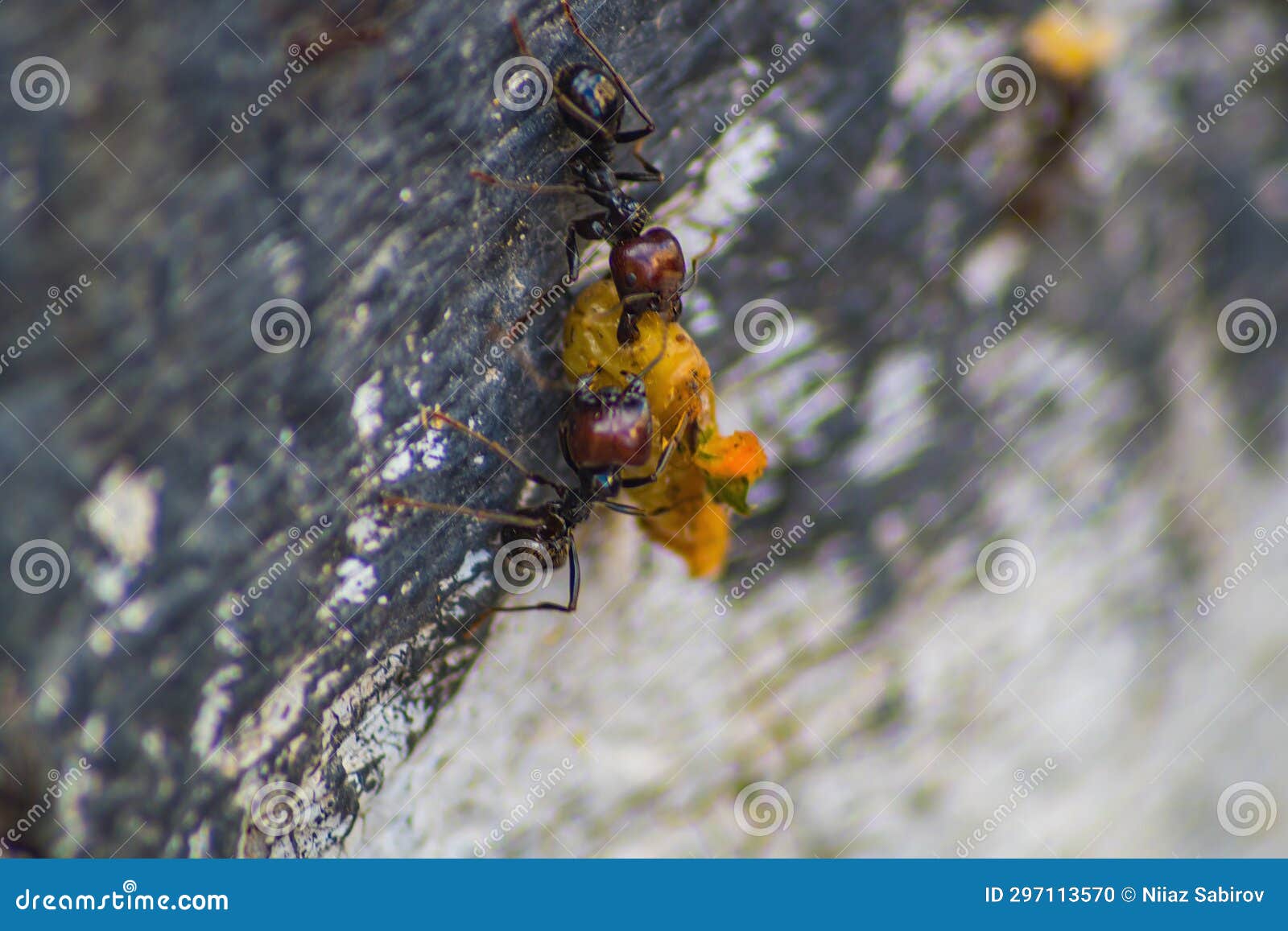 Ability To Coherently Solve Problems of Survival of Colony is Subject ...