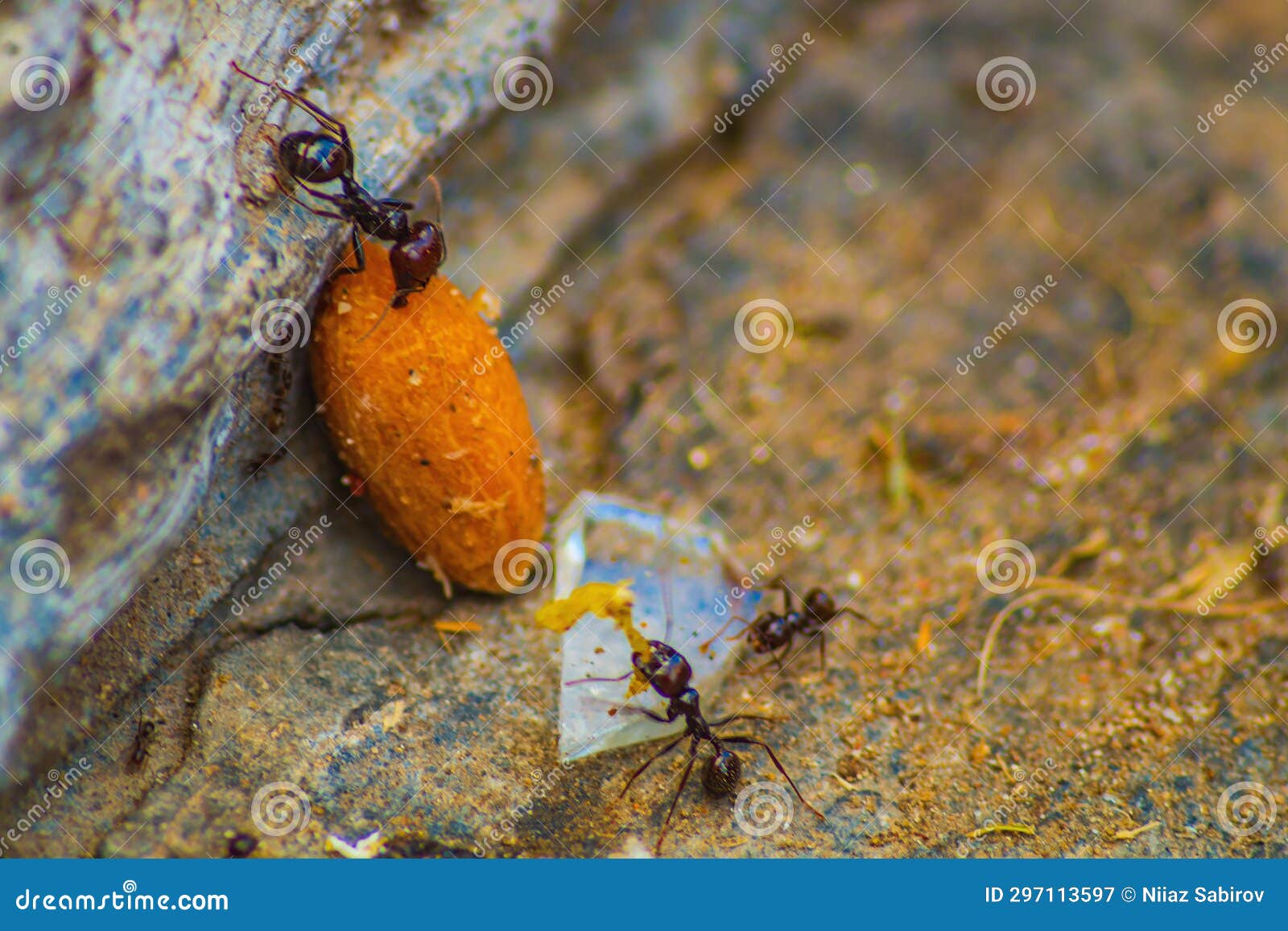 Ability To Coherently Solve Problems of Survival of Colony is Subject ...