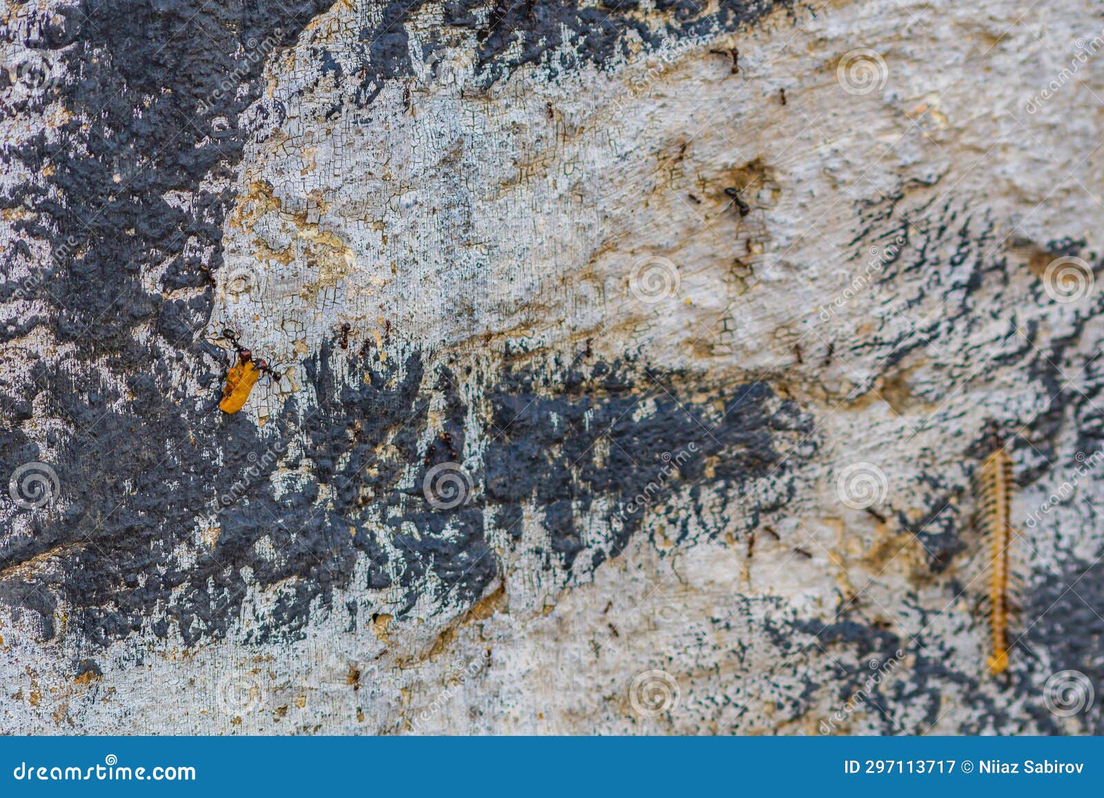 Ability To Coherently Solve Problems of Survival of Colony is Subject ...