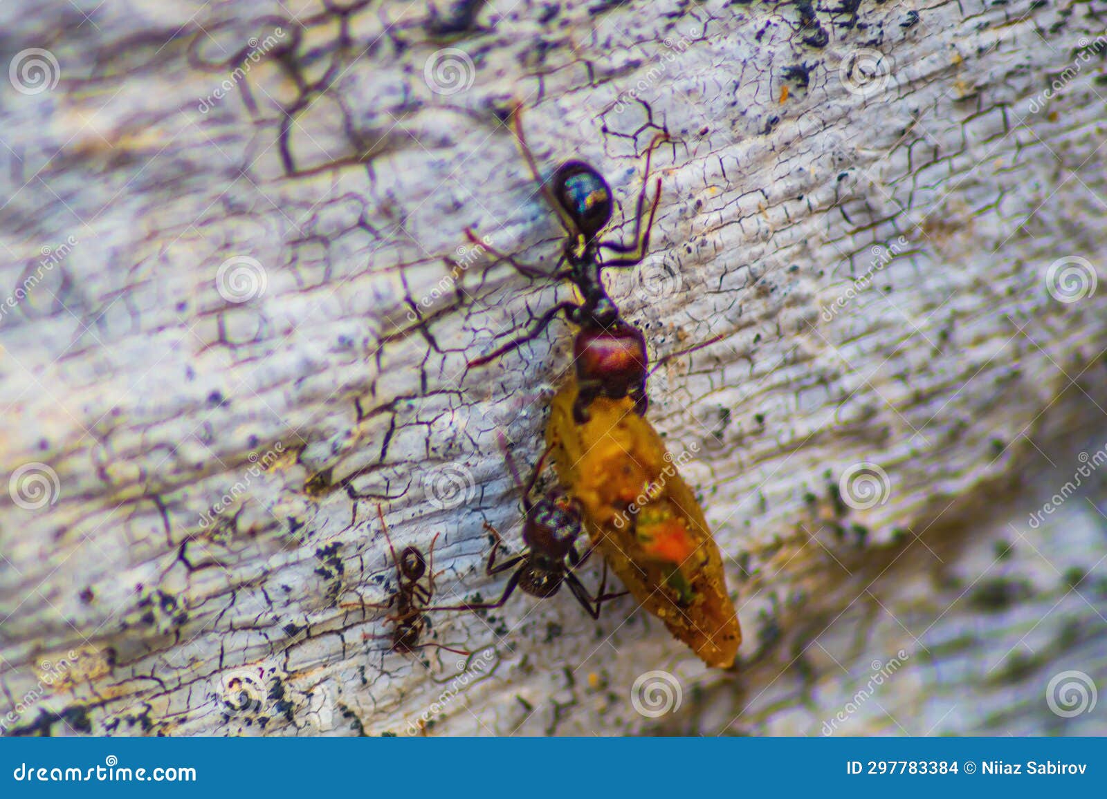 Ability To Coherently Solve Problems of Survival of Colony is Subject ...