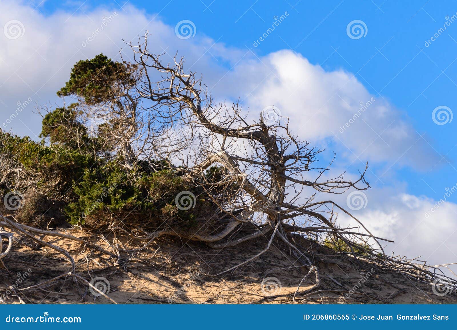 Abina, Typical Tree of Ibiza Stock Image - Image of balearic, twisted ...