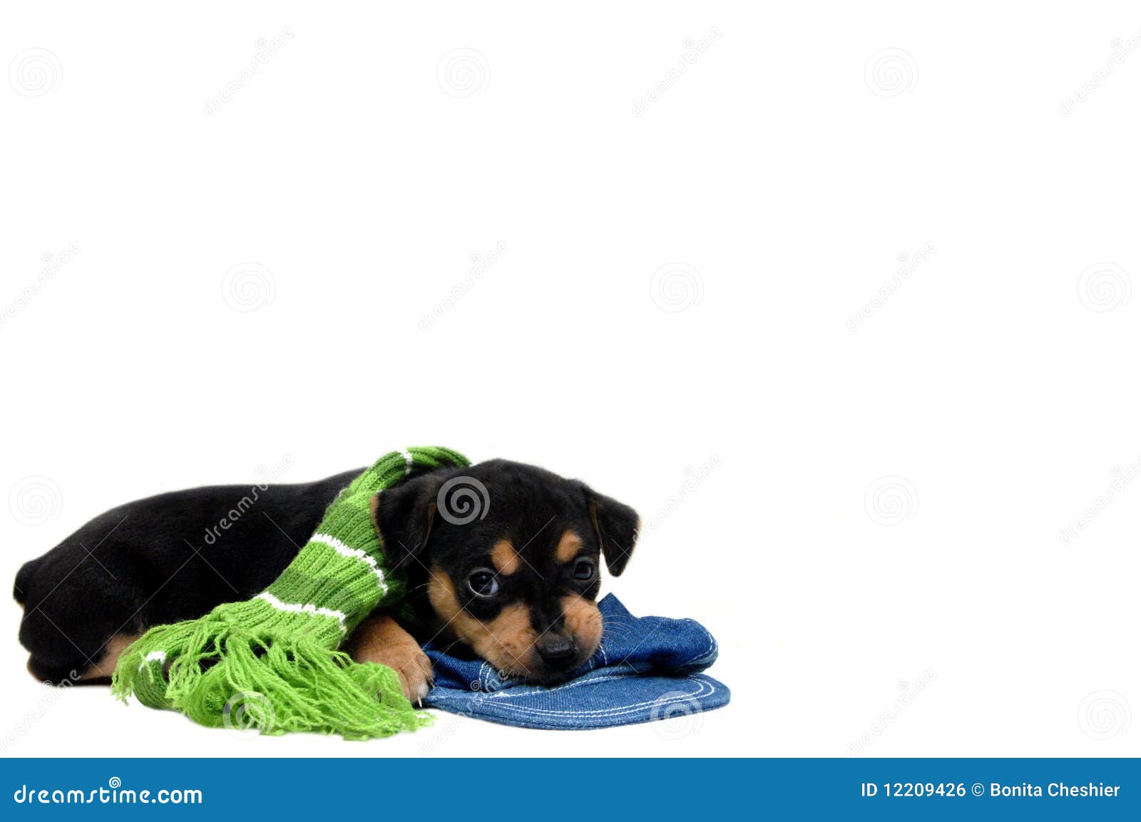 Abjectly Pitiful stock photo. Image of biting, laying - 12209426